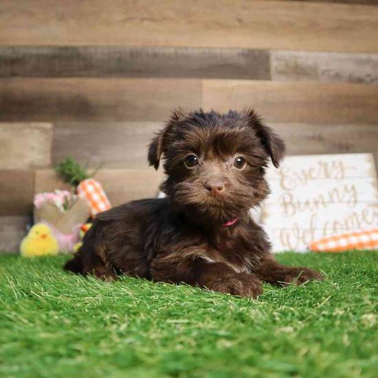 Puppy for Sale - Four Paws and a Tail