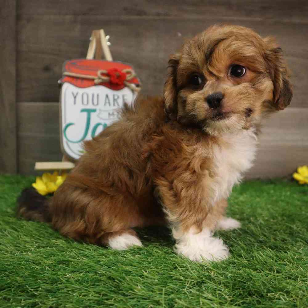 Peke-a-poo Puppy for sale - Four Paws and a Tail