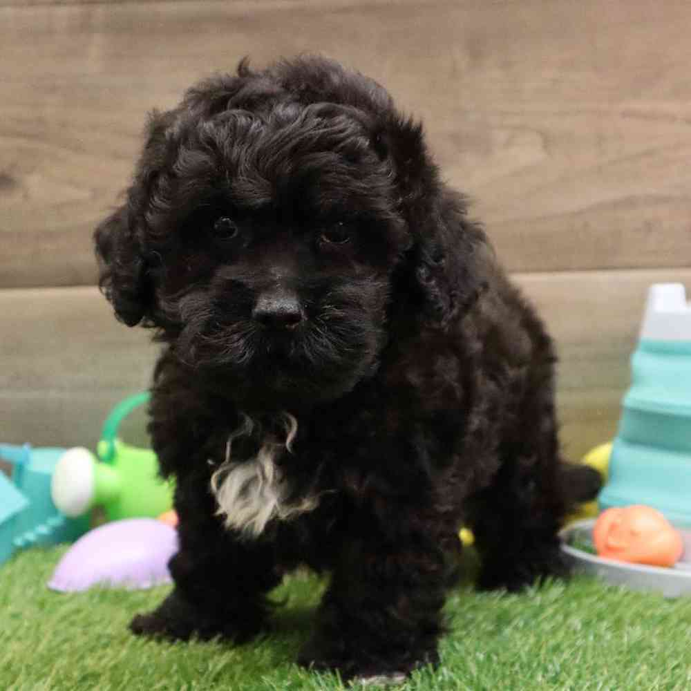 Teddy Poo Puppy for sale - Four Paws and a Tail