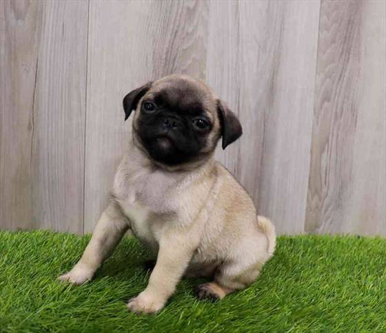 Pug Puppy for sale - Four Paws and a Tail