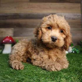 Cockapoo Puppy for sale - Four Paws and a Tail