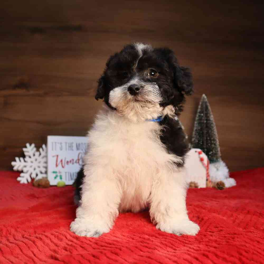 Bichon Poo Puppy For Sale Four Paws And A Tail bichon-poo-puppy-for-sale-four-paws-and-a-tail