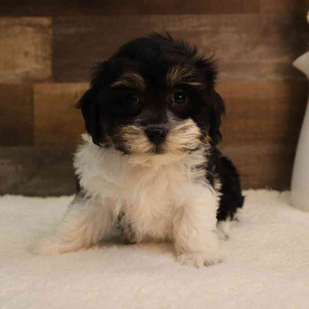 Shipoo Puppy for sale - Four Paws and a Tail