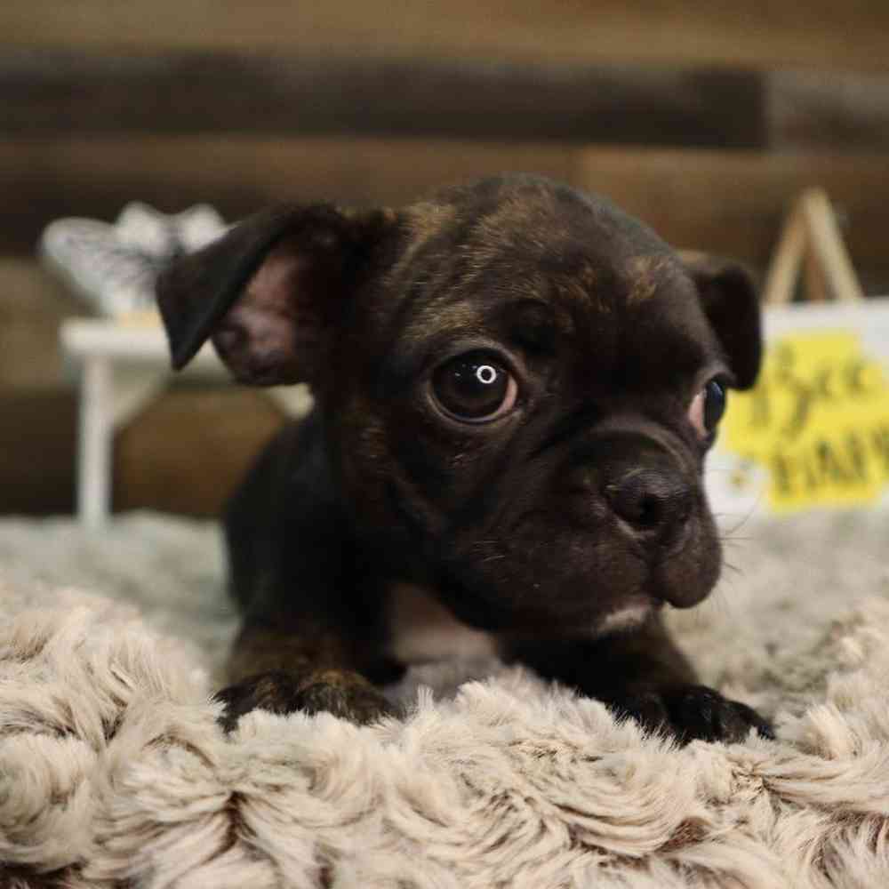 Bugg Puppy for sale - Four Paws and a Tail