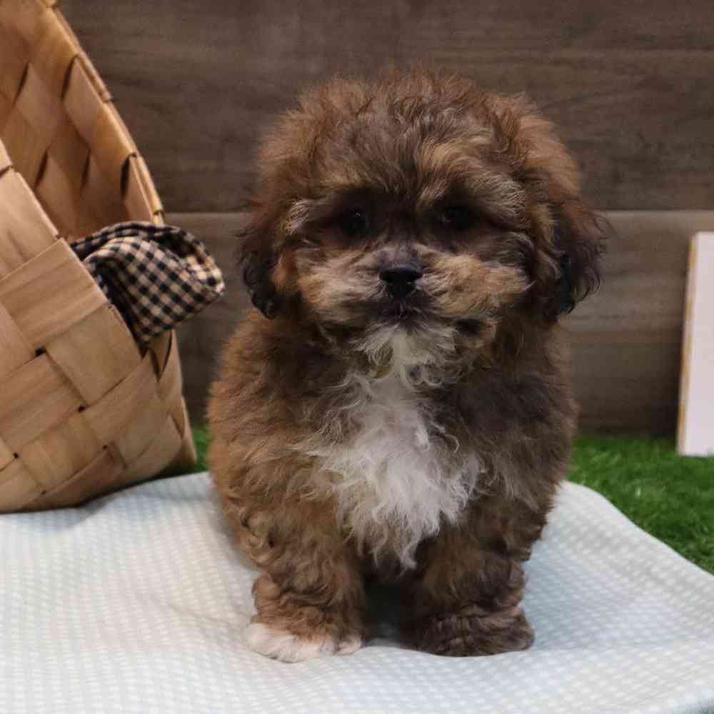 Shipoo Puppy for sale - Four Paws and a Tail