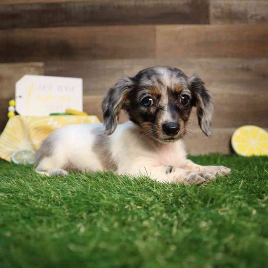 Puppy for Sale - Four Paws and a Tail