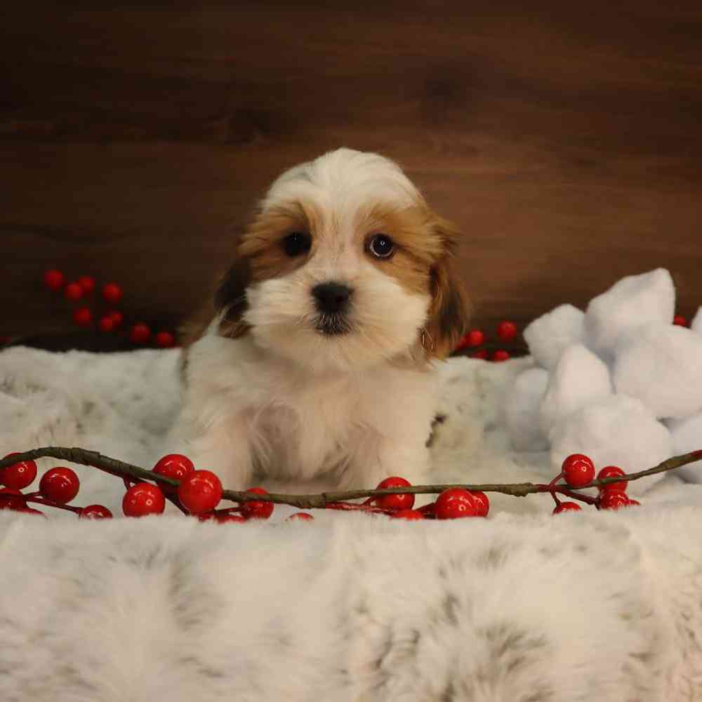 Shipoo Puppy for sale - Four Paws and a Tail