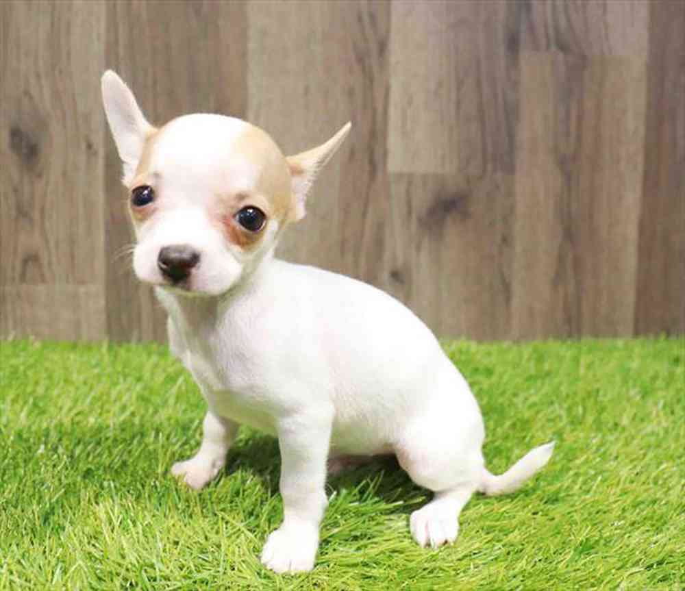 Lhasa Apso Puppies for sale - Four Paws and a Tail