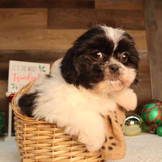Puppy for Sale - Four Paws and a Tail