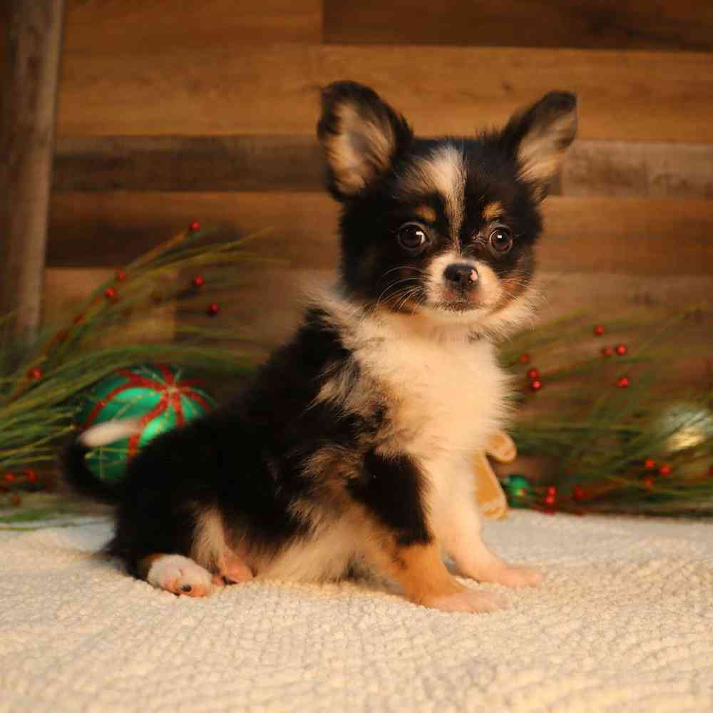 Pomchi Dogs Black