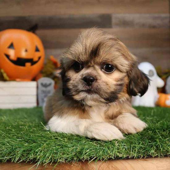 Puppy for Sale - Four Paws and a Tail