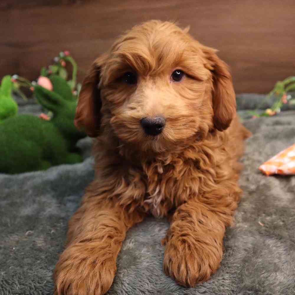 Mini Goldendoodle Puppy for sale - Four Paws and a Tail