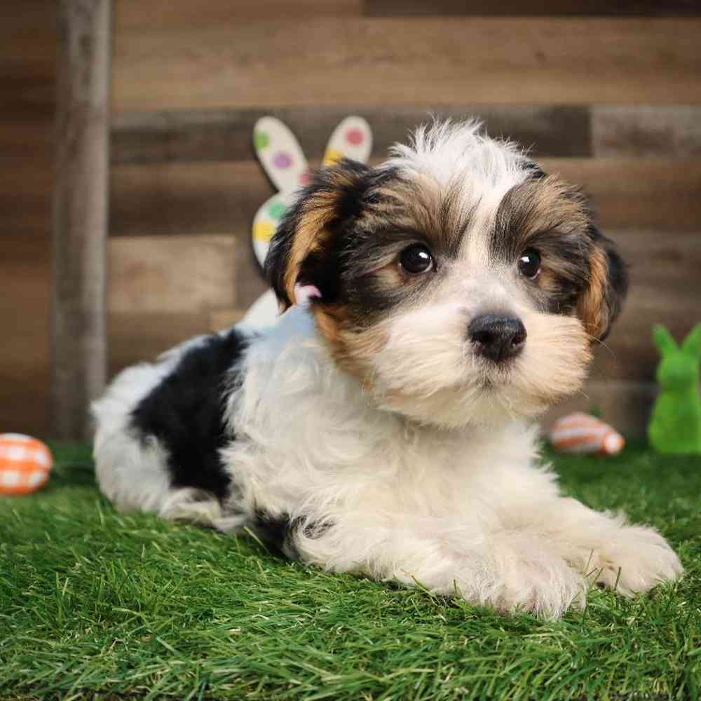 Yorkie-Poo Puppies for sale - Four Paws and a Tail