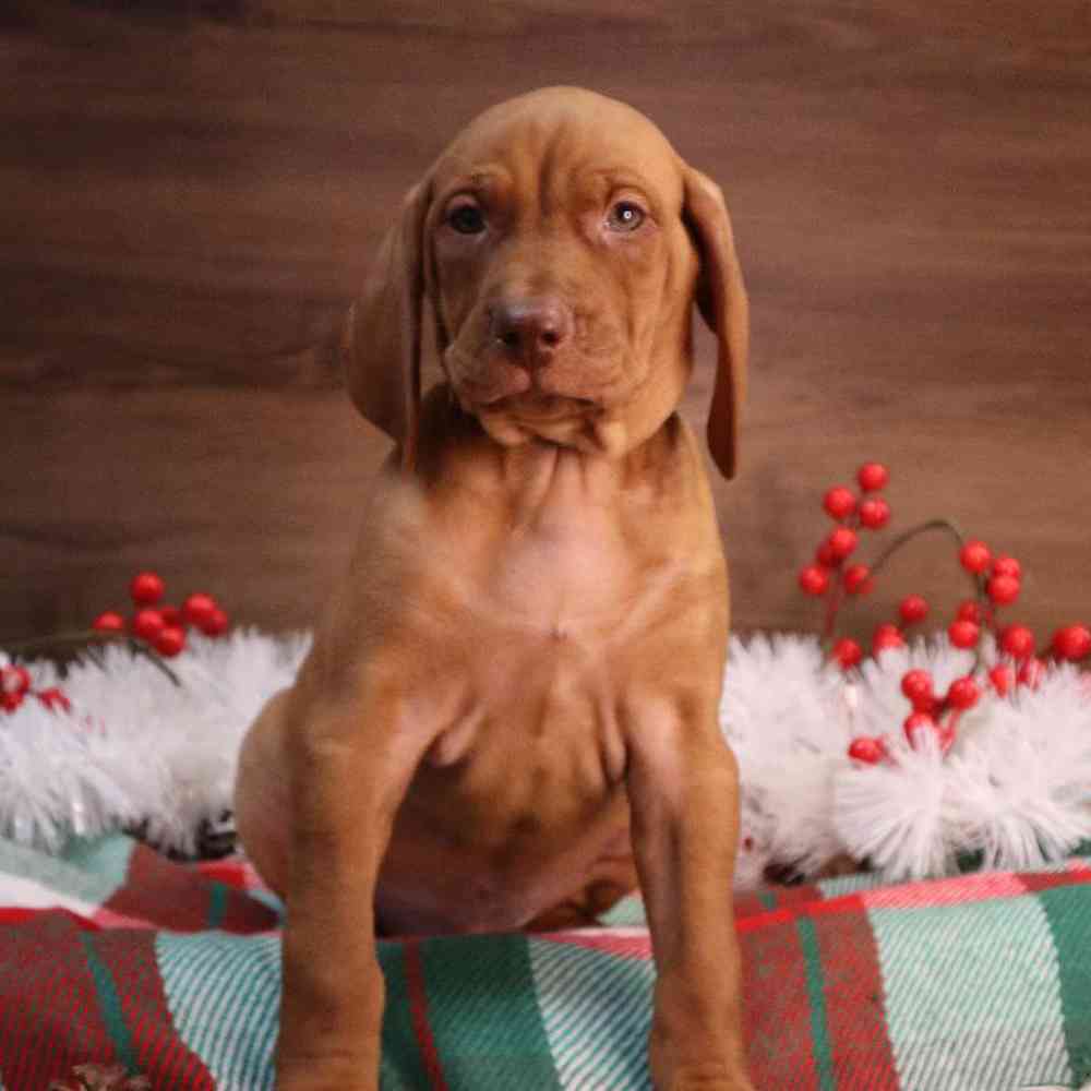 visla Puppies for sale - Four Paws and a Tail