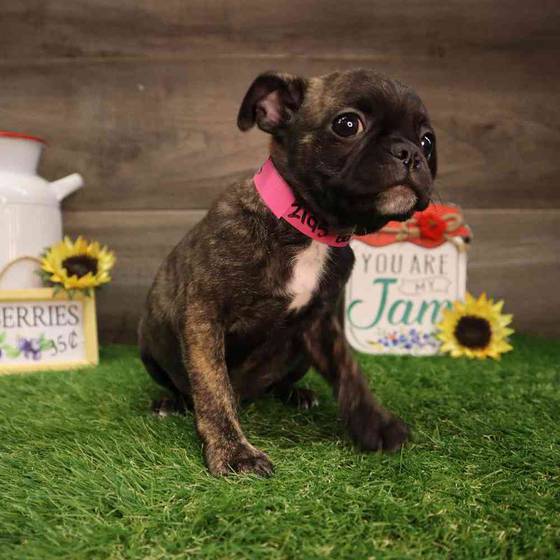 Bugg Puppy for sale - Four Paws and a Tail