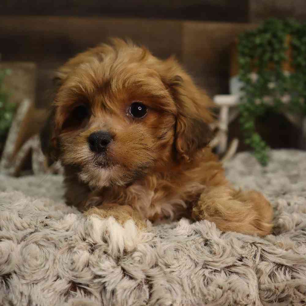 Peke-a-poo Puppy for sale - Four Paws and a Tail