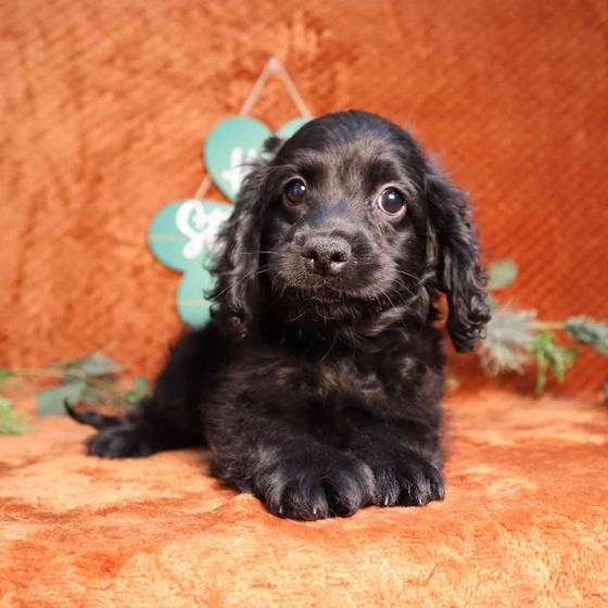 Cockapoo Puppy for sale - Four Paws and a Tail