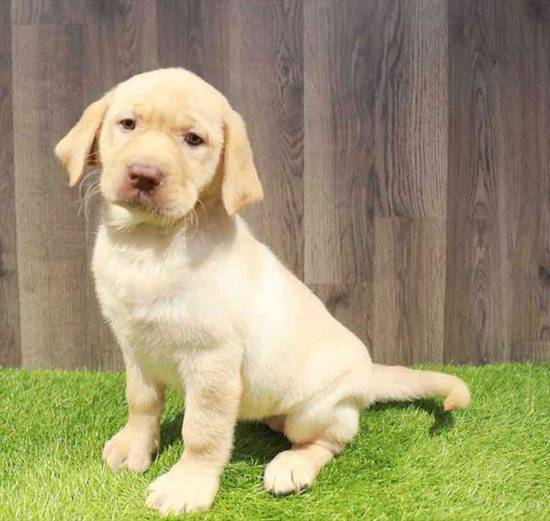 Puppy for Sale - Four Paws and a Tail