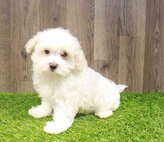 Maltese Puppy for sale - Four Paws and a Tail